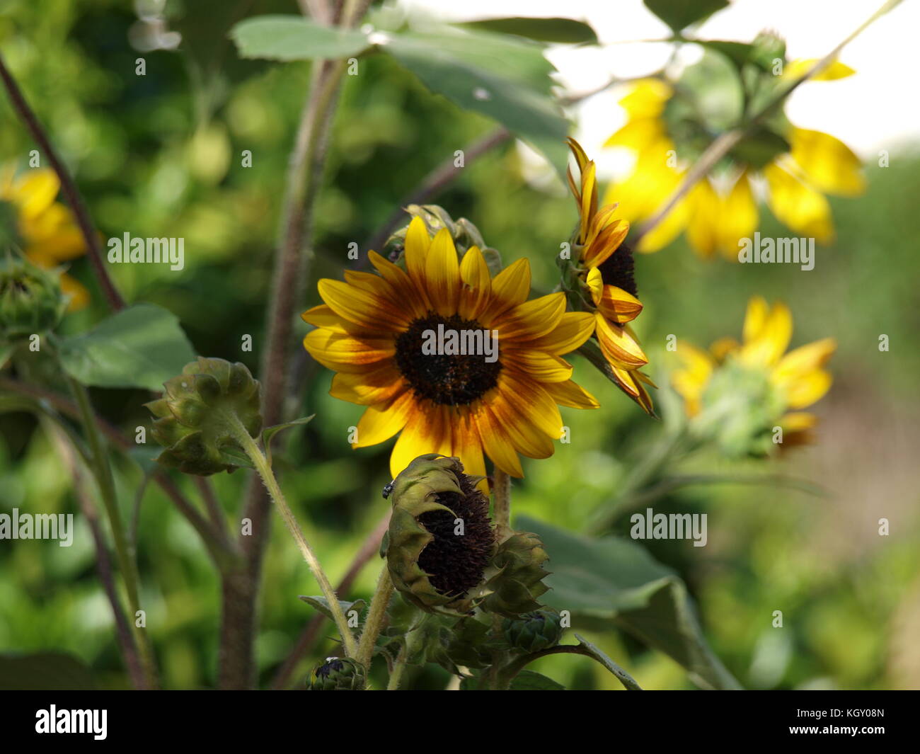 Sunflower scaredd on back yard garden Stock Photo - Alamy