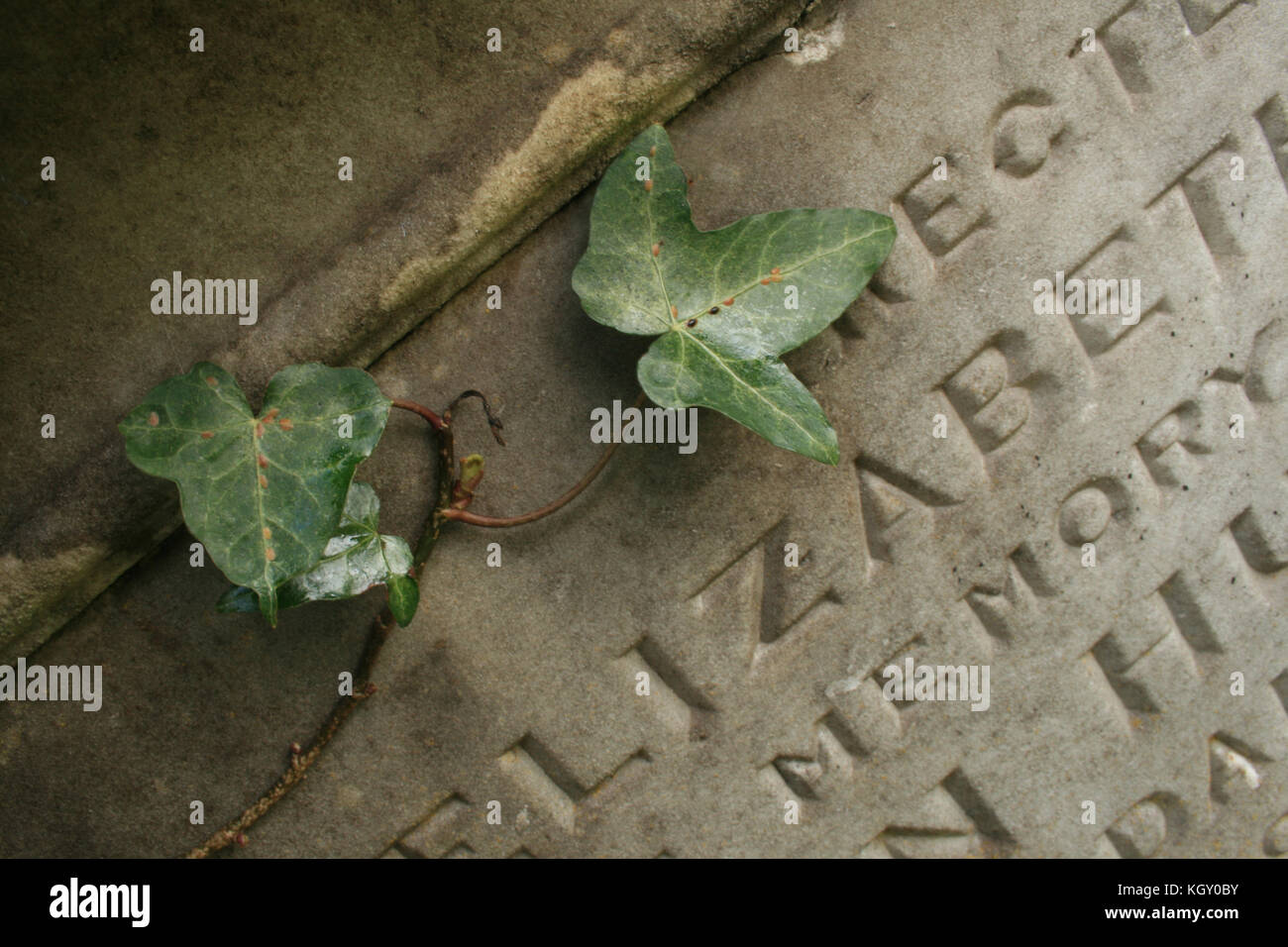 Ivy and Words Stock Photo - Alamy