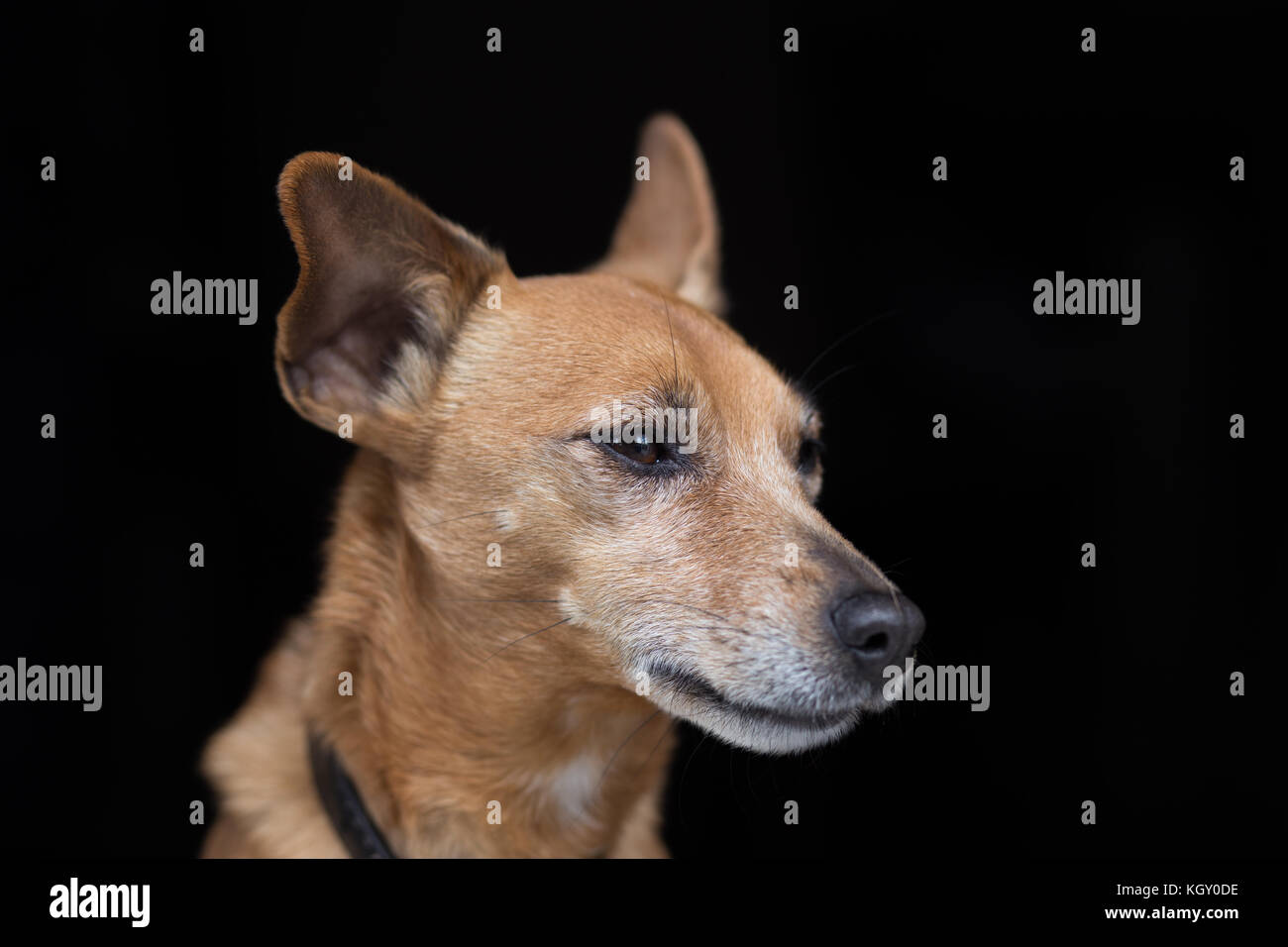 Pooch hi-res stock photography and images - Alamy