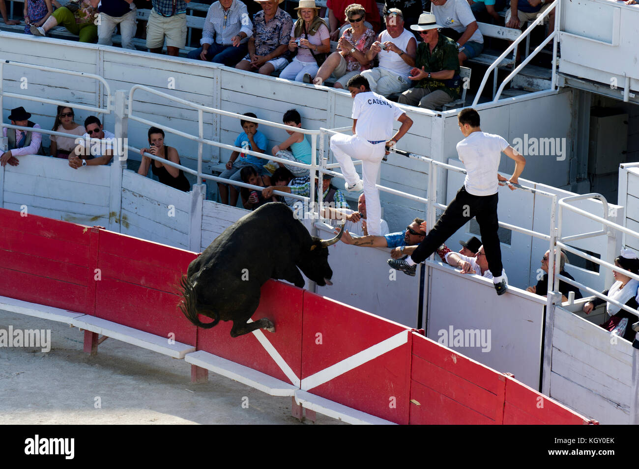 Traditional camargue bull fight hi-res stock photography and images - Alamy