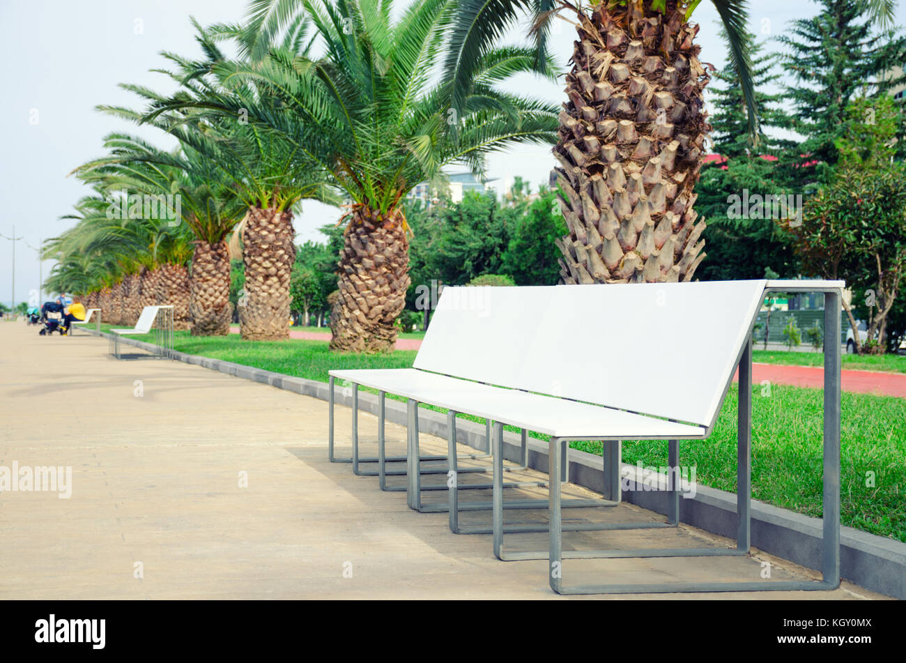 A light-colored bench in a pedestrian zone amidst a palm alley Stock ...