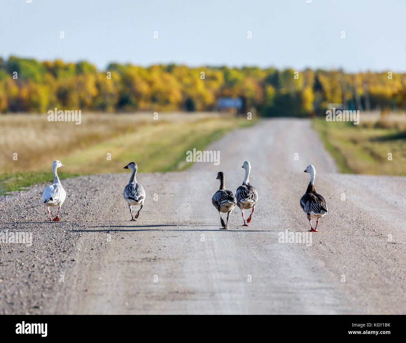 Snow Geese walking down a dirt road, Riding Mountain National Park ...