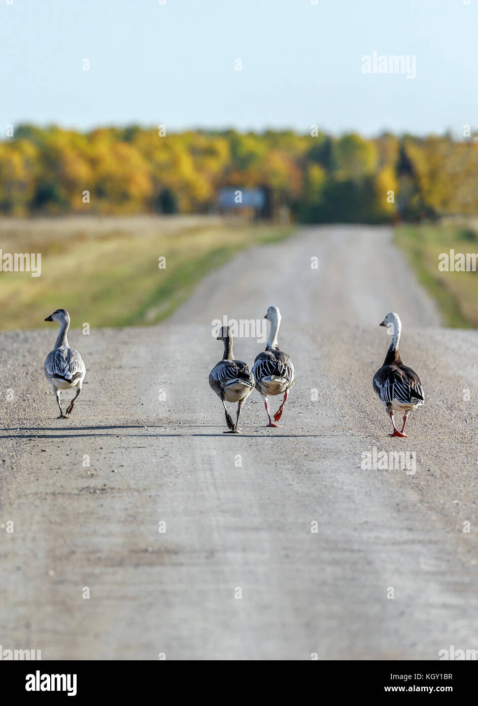 Snow Geese walking down a dirt road, Riding Mountain National Park ...