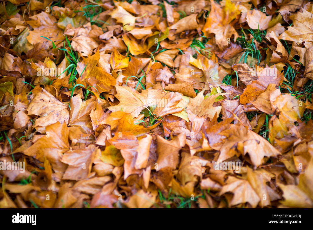 Dewy leaves hi-res stock photography and images - Alamy