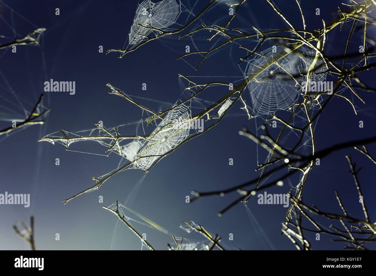 Tree web hi-res stock photography and images - Alamy