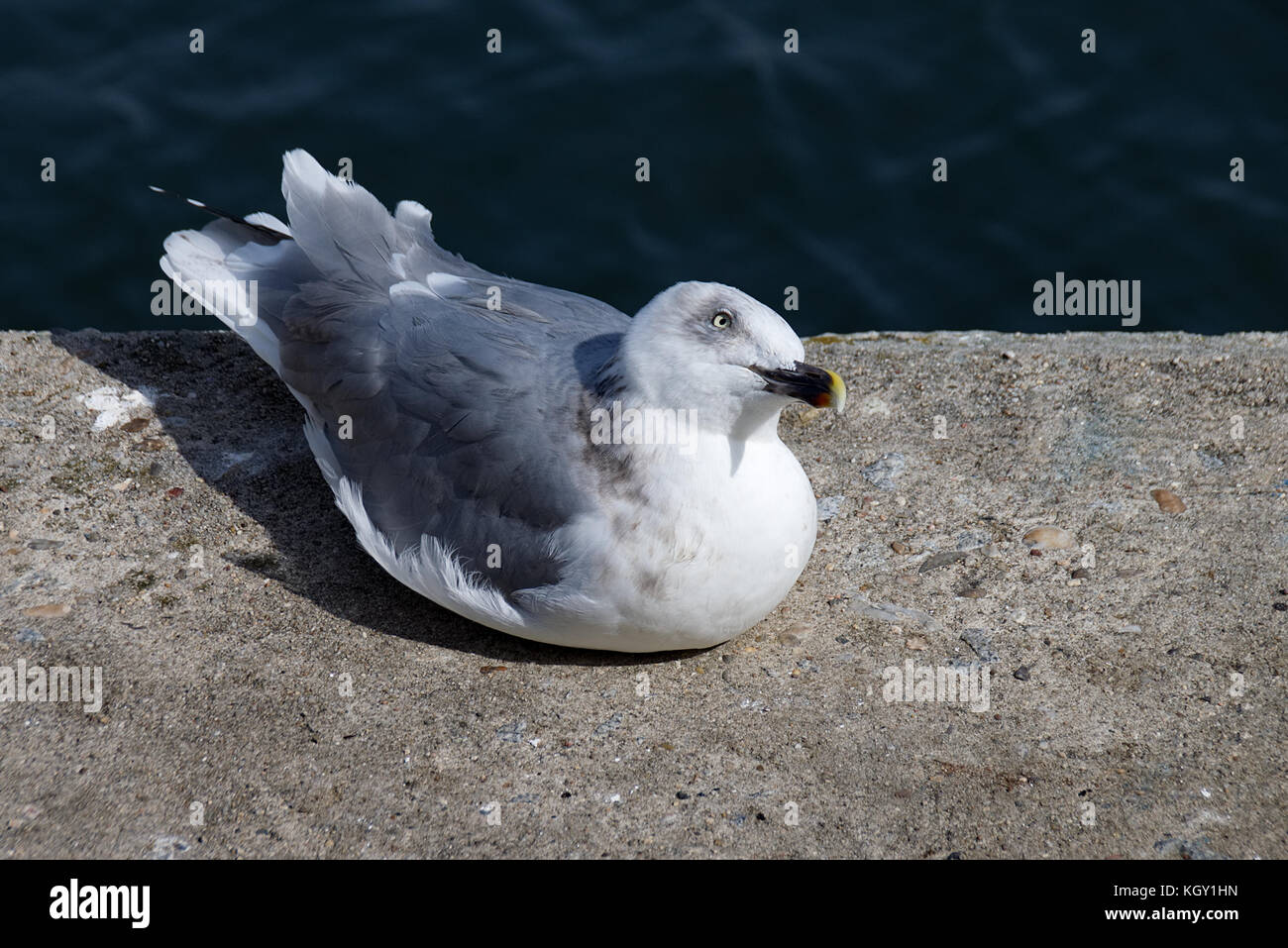 Seagull resting on concrete side looking up at the camera with head ...