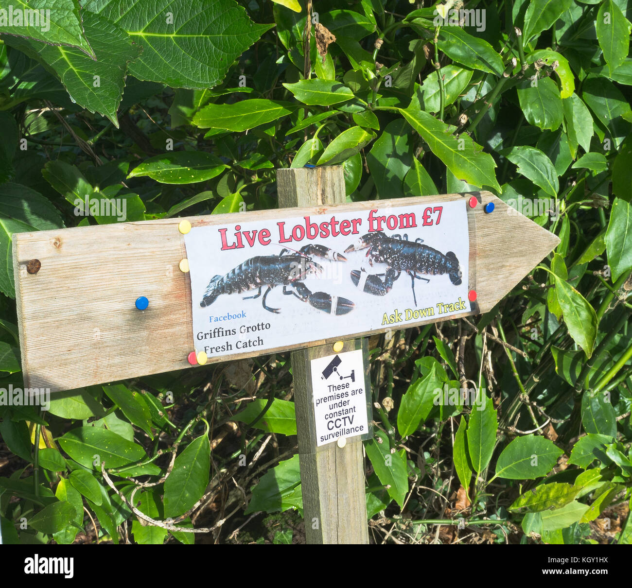 dh lobster FOOD GUERNSEY Guernsey lobster selling sign lobsters for ...