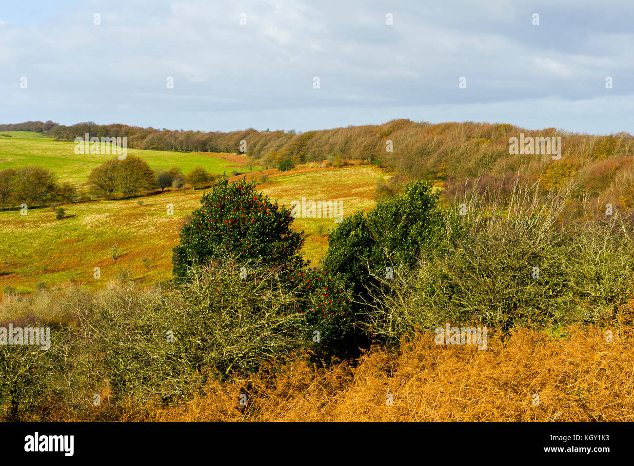 The Quantock Hills, Somerset, England Stock Photo - Alamy