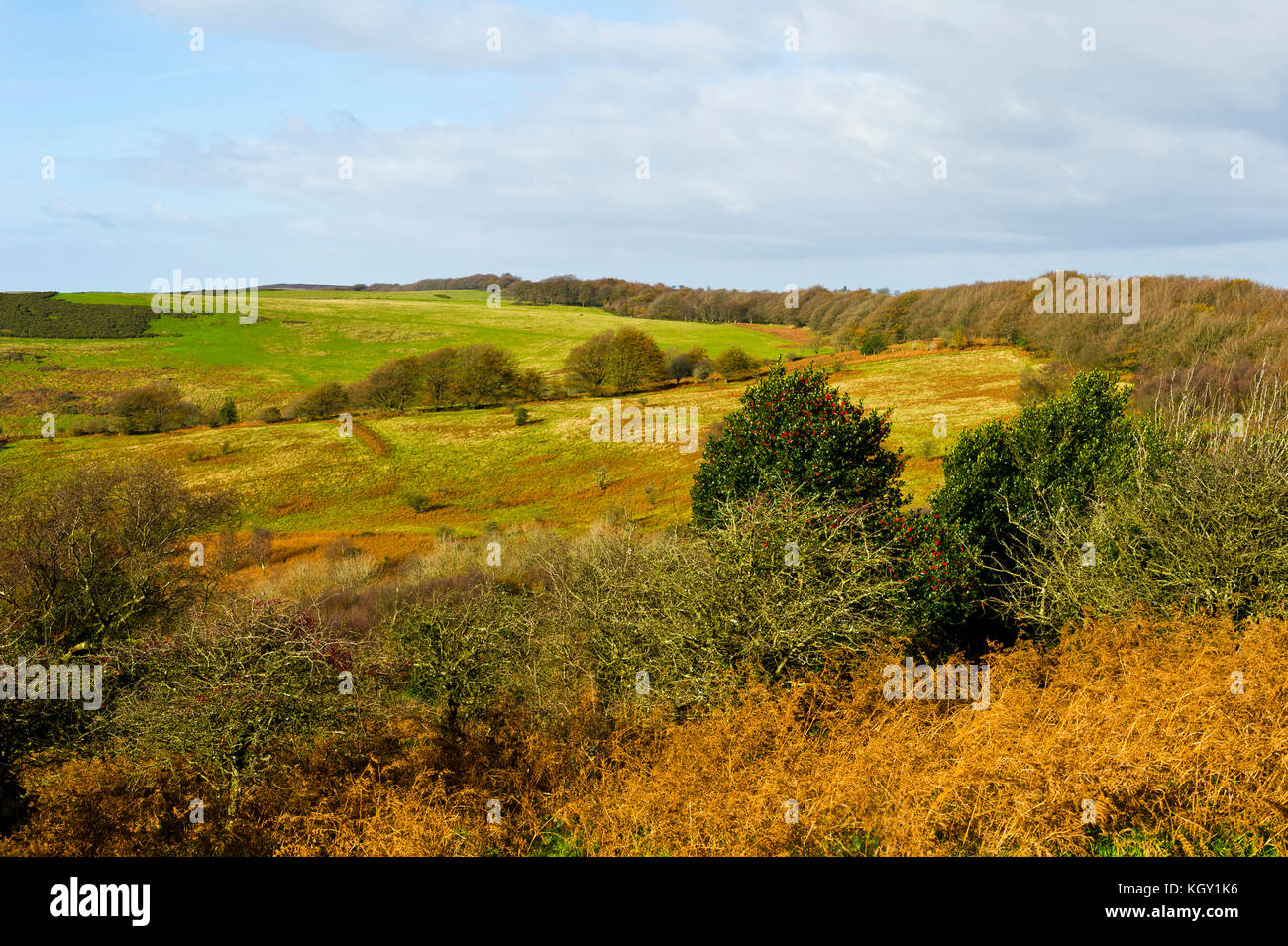 The Quantock Hills, Somerset, England Stock Photo - Alamy