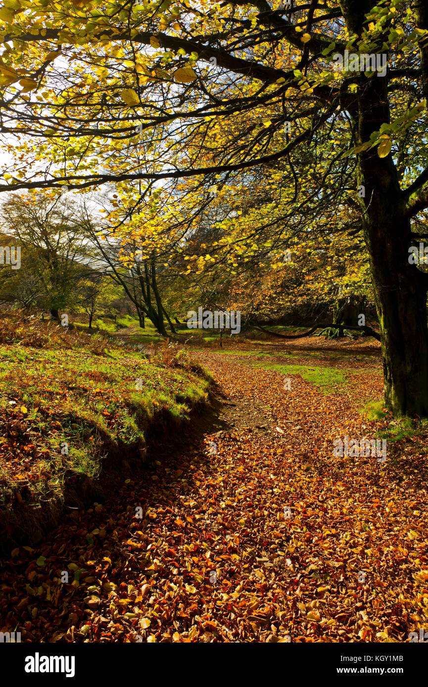 The Quantock Hills, Somerset, England Stock Photo - Alamy