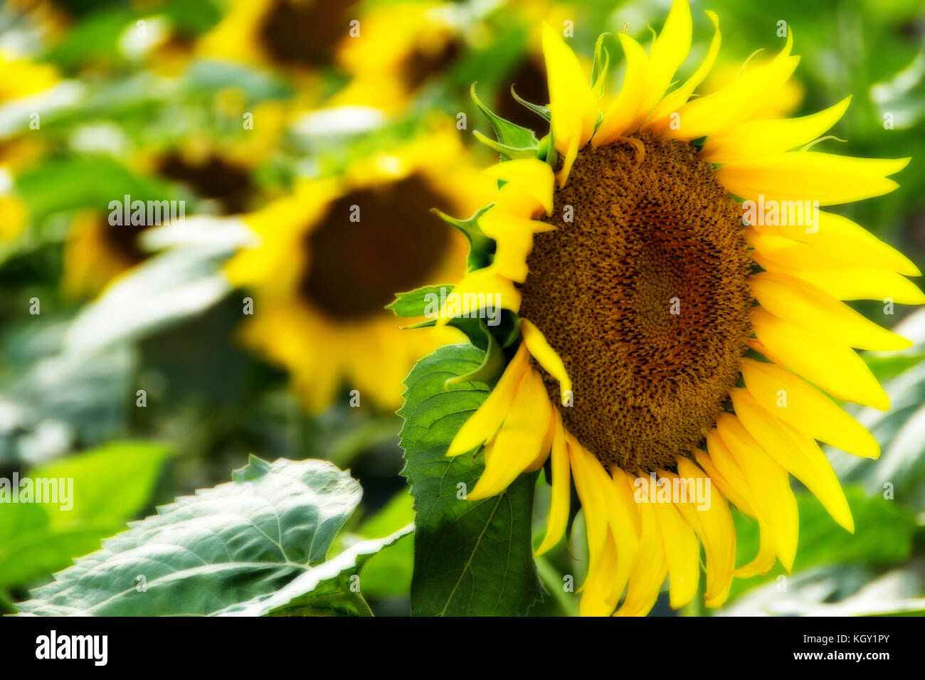Ground sunflower seeds hi-res stock photography and images - Alamy