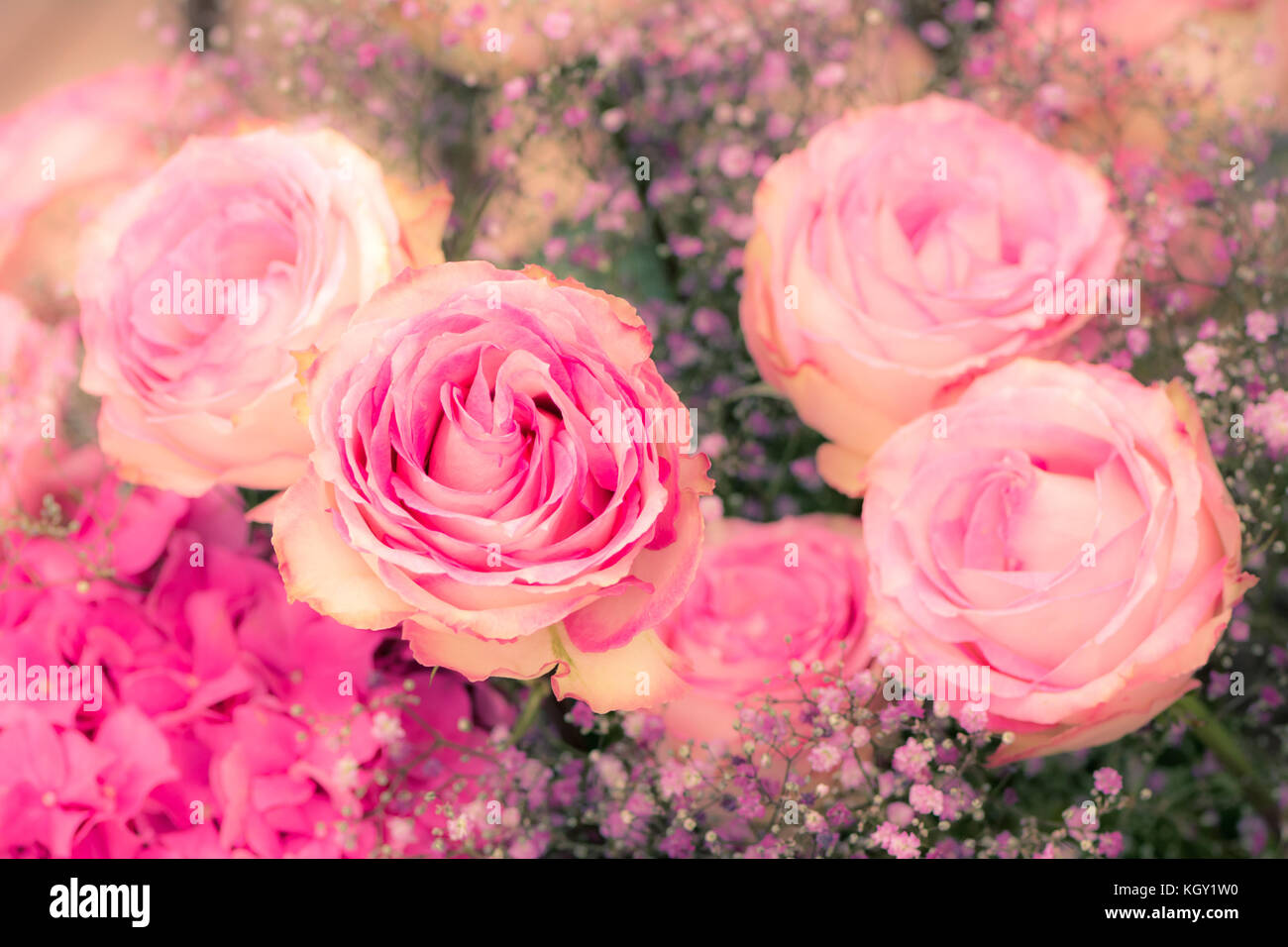 Flower deco with pink roses - soft focus Stock Photo - Alamy
