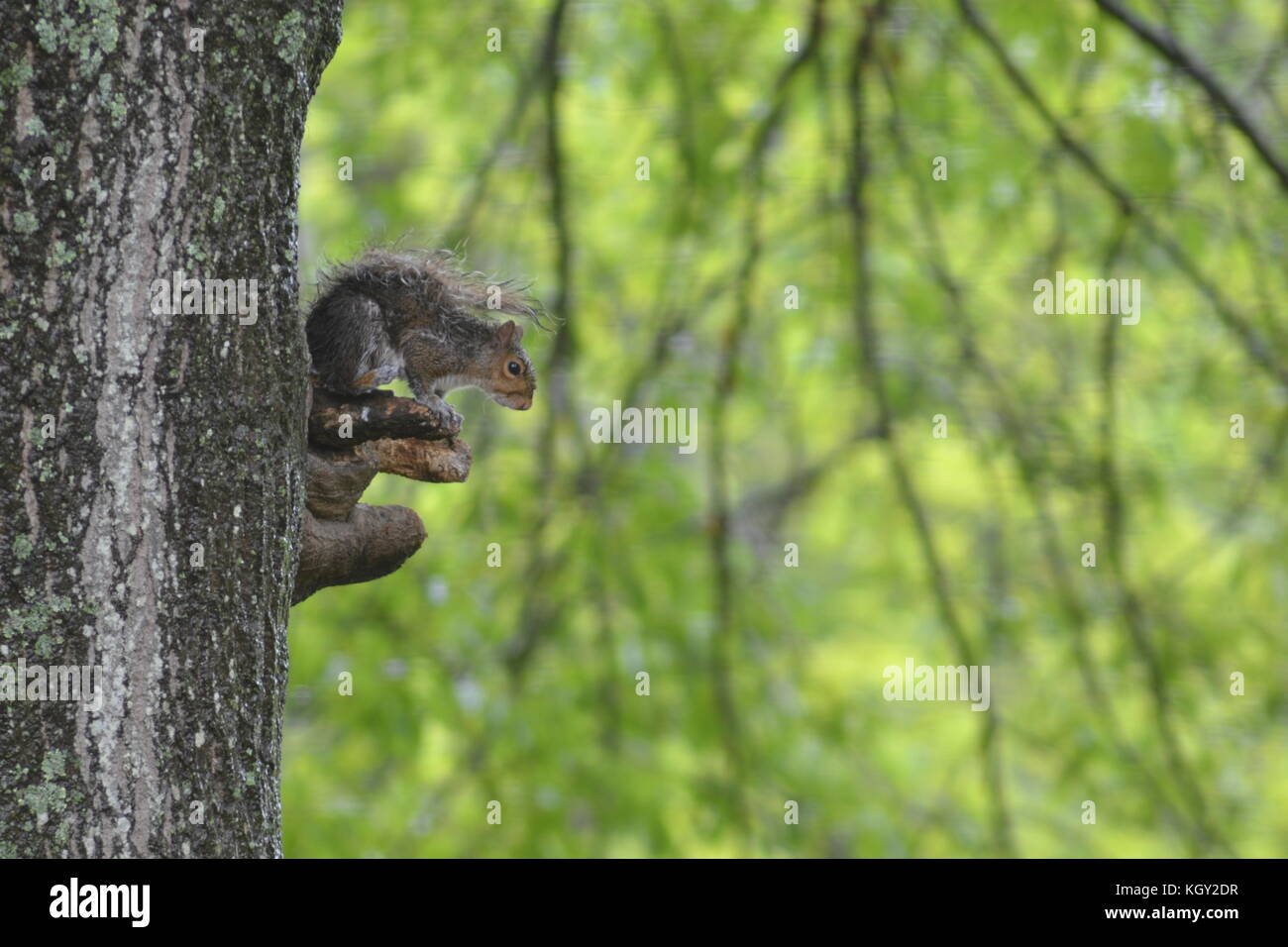 Squirrel escaping hi-res stock photography and images - Alamy