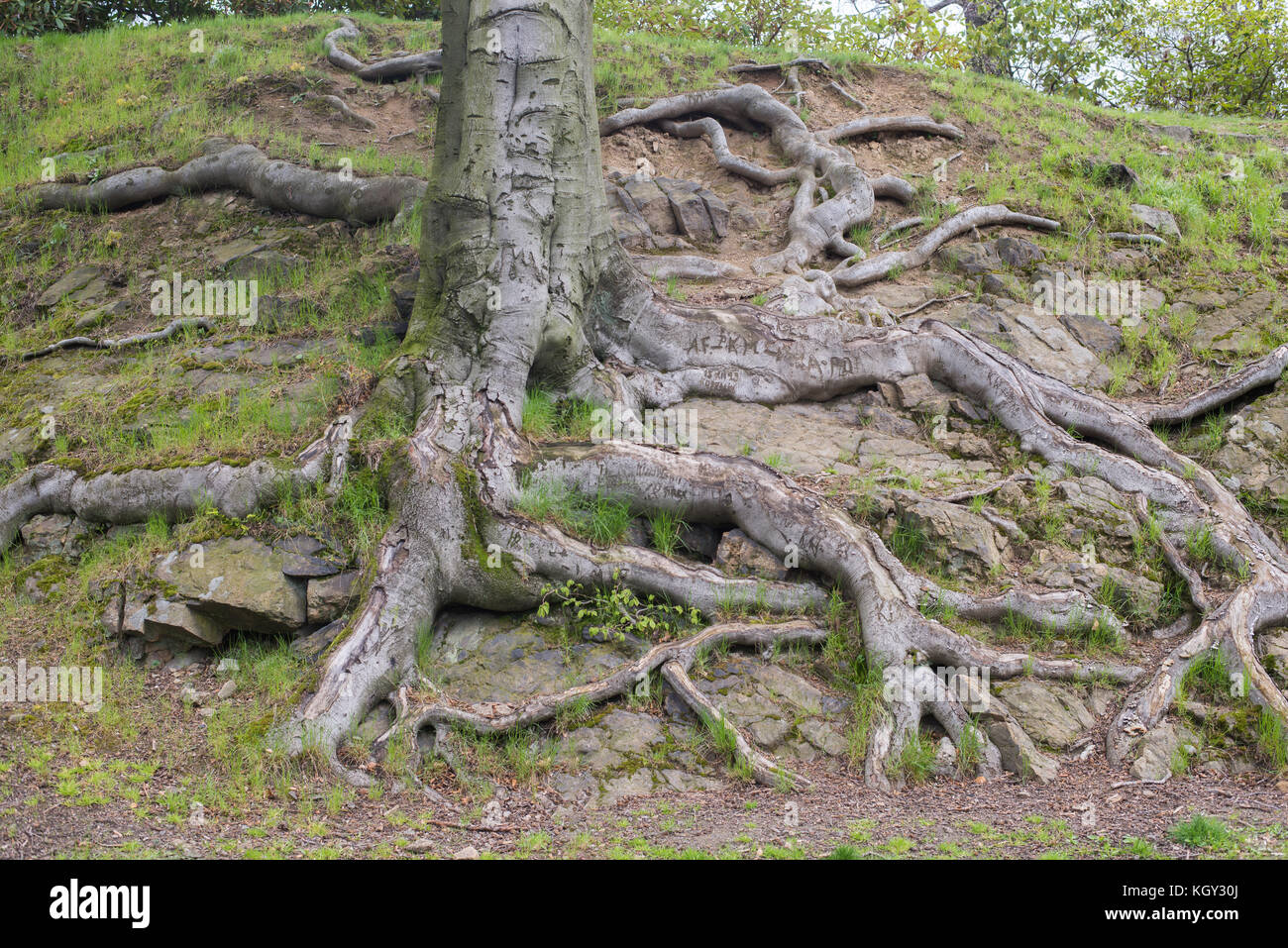 Close up on big tree roots Stock Photo - Alamy