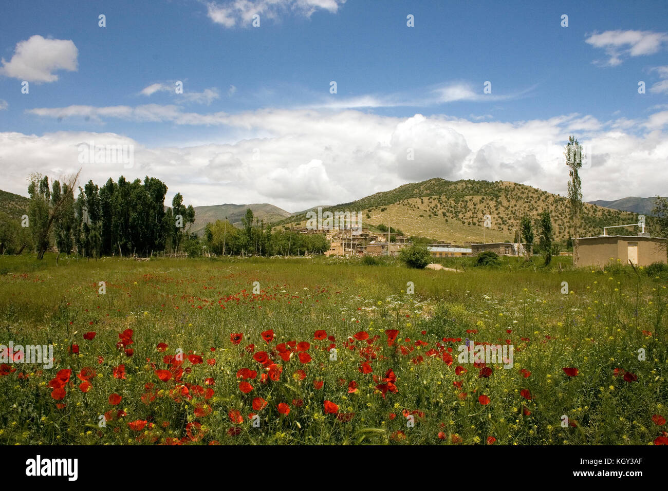 National Flower Of Kurdistan