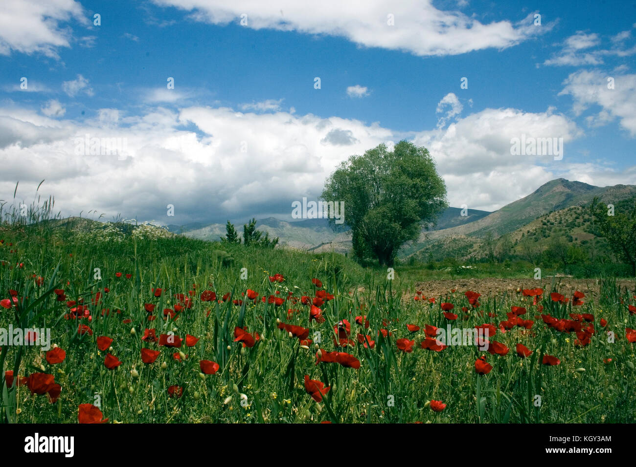 Kurdistan nature in springtime with lots of red flowers Stock Photo - Alamy
