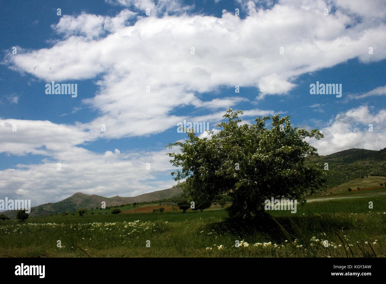Kurdistan nature in springtime with lots of red flowers Stock Photo - Alamy