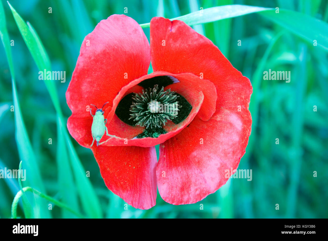 Kurdistan nature in springtime with lots of red flowers Stock Photo - Alamy