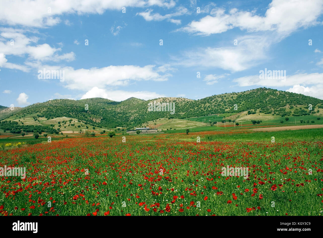 Kurdistan nature in springtime with lots of red flowers Stock Photo - Alamy