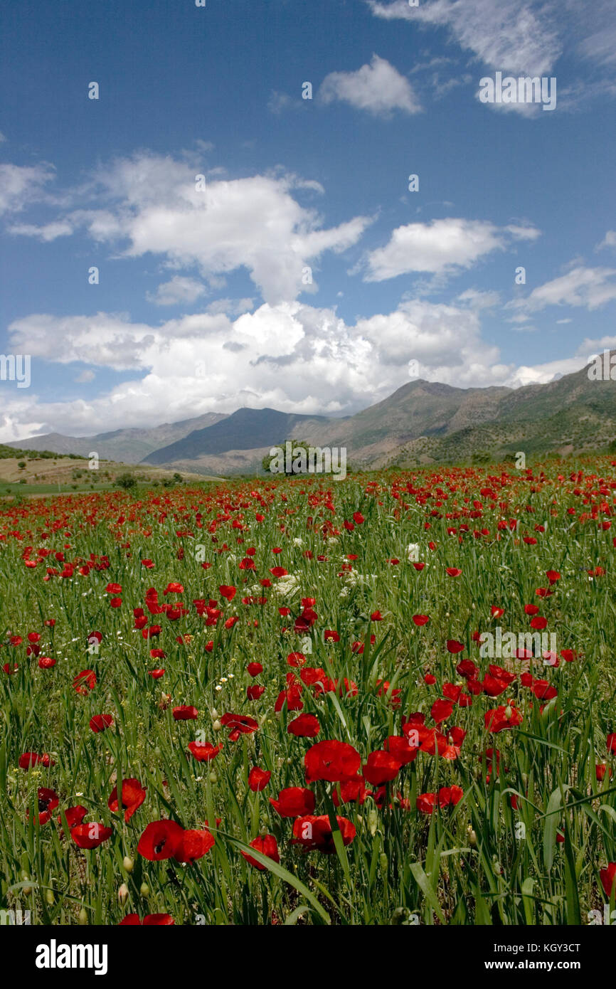 Kurdistan nature in springtime with lots of red flowers Stock Photo - Alamy
