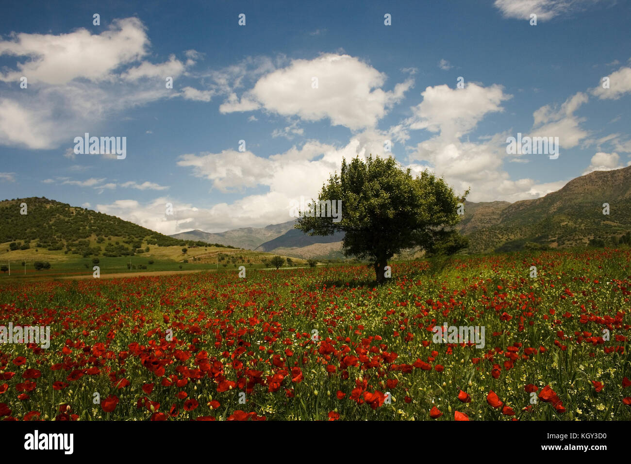 Kurdistan nature in springtime with lots of red flowers Stock Photo - Alamy