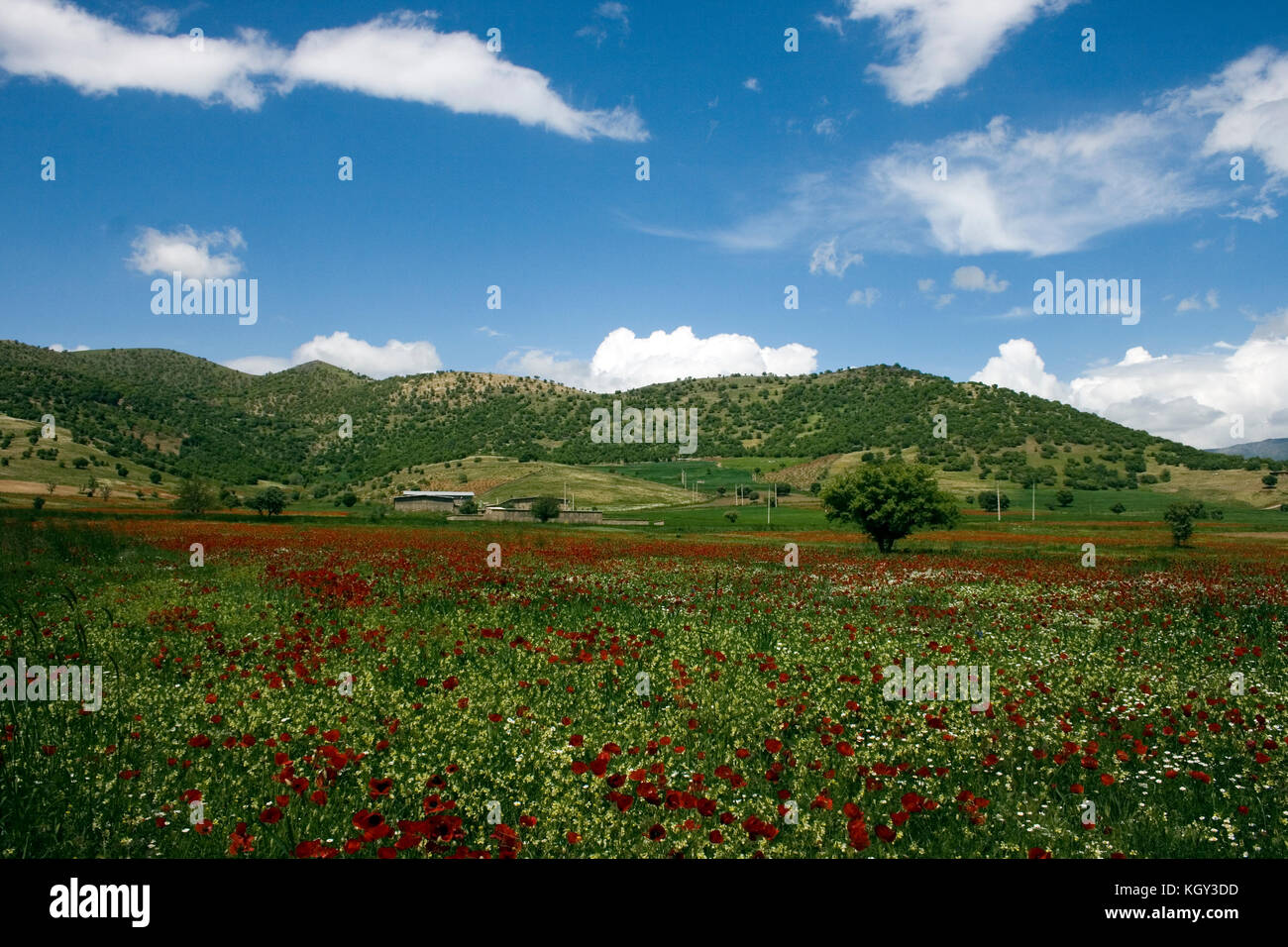 Kurdistan nature in springtime with lots of red flowers Stock Photo - Alamy