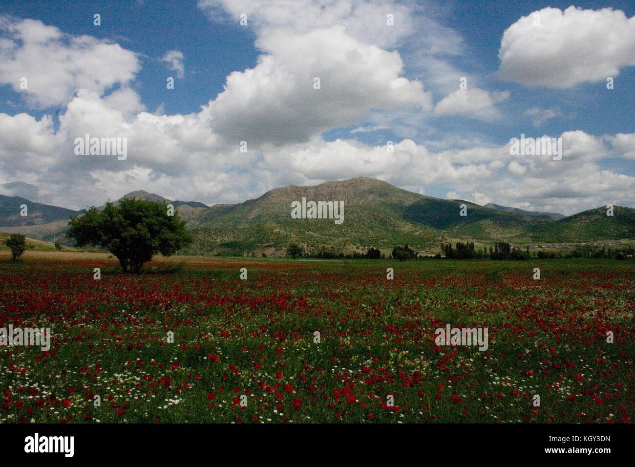 Kurdistan nature in springtime with lots of red flowers Stock Photo - Alamy