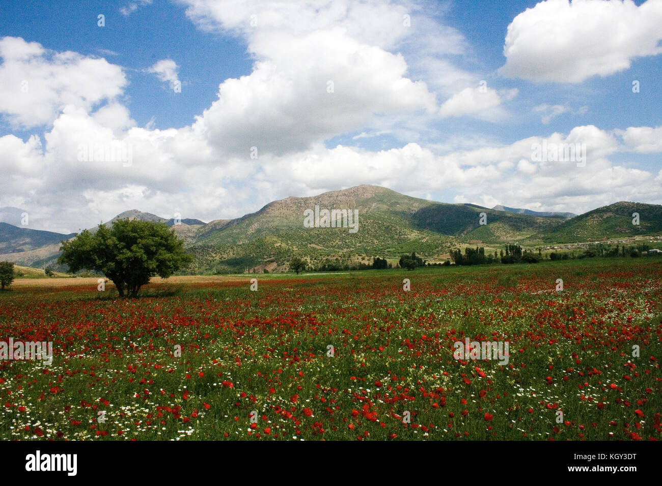 Kurdistan nature in springtime with lots of red flowers Stock Photo - Alamy