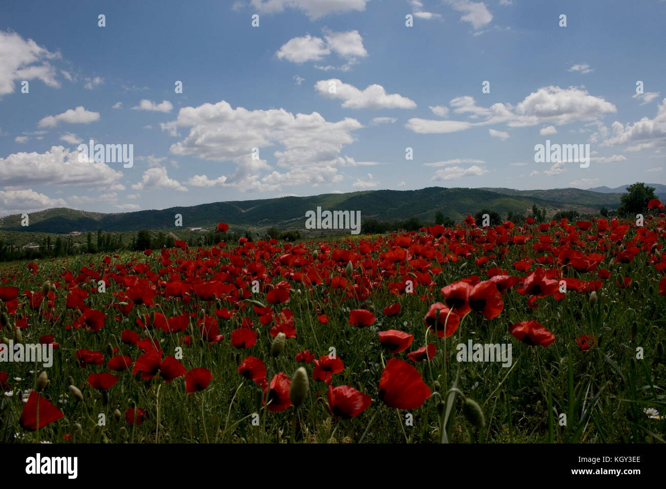 National Flower Of Kurdistan
