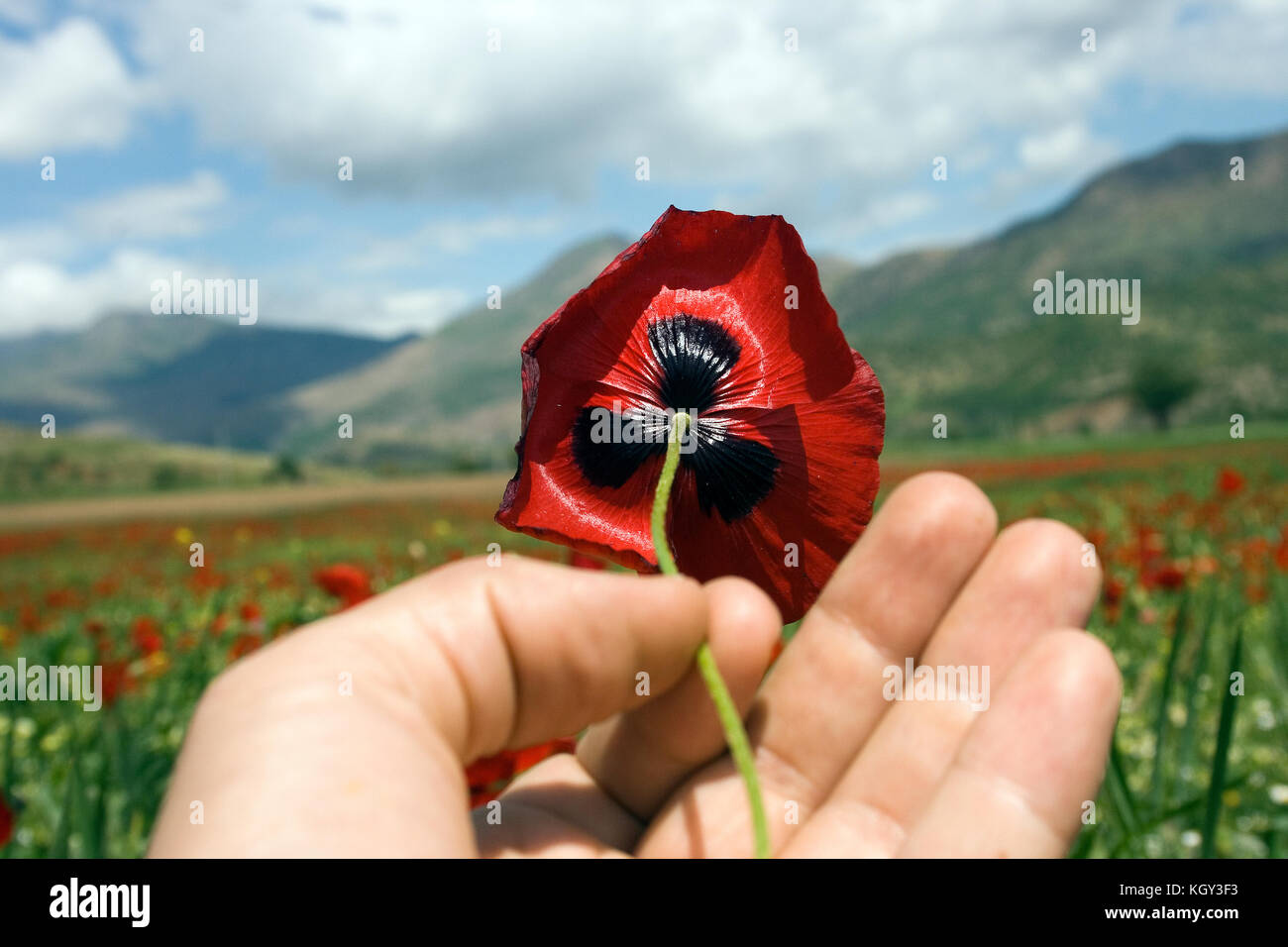 Kurdistan nature in springtime with lots of red flowers Stock Photo - Alamy
