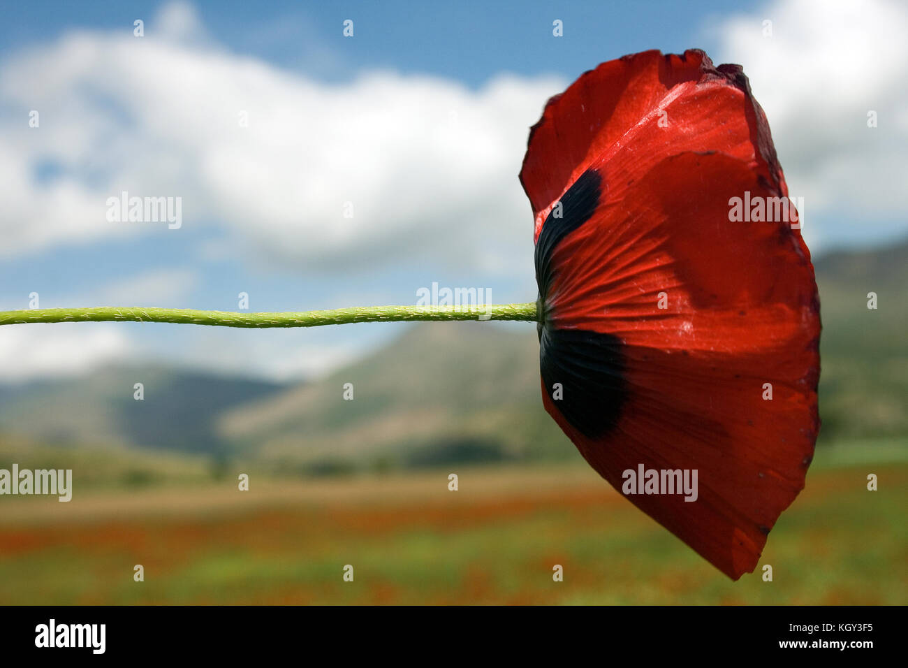 Kurdistan nature in springtime with lots of red flowers Stock Photo - Alamy