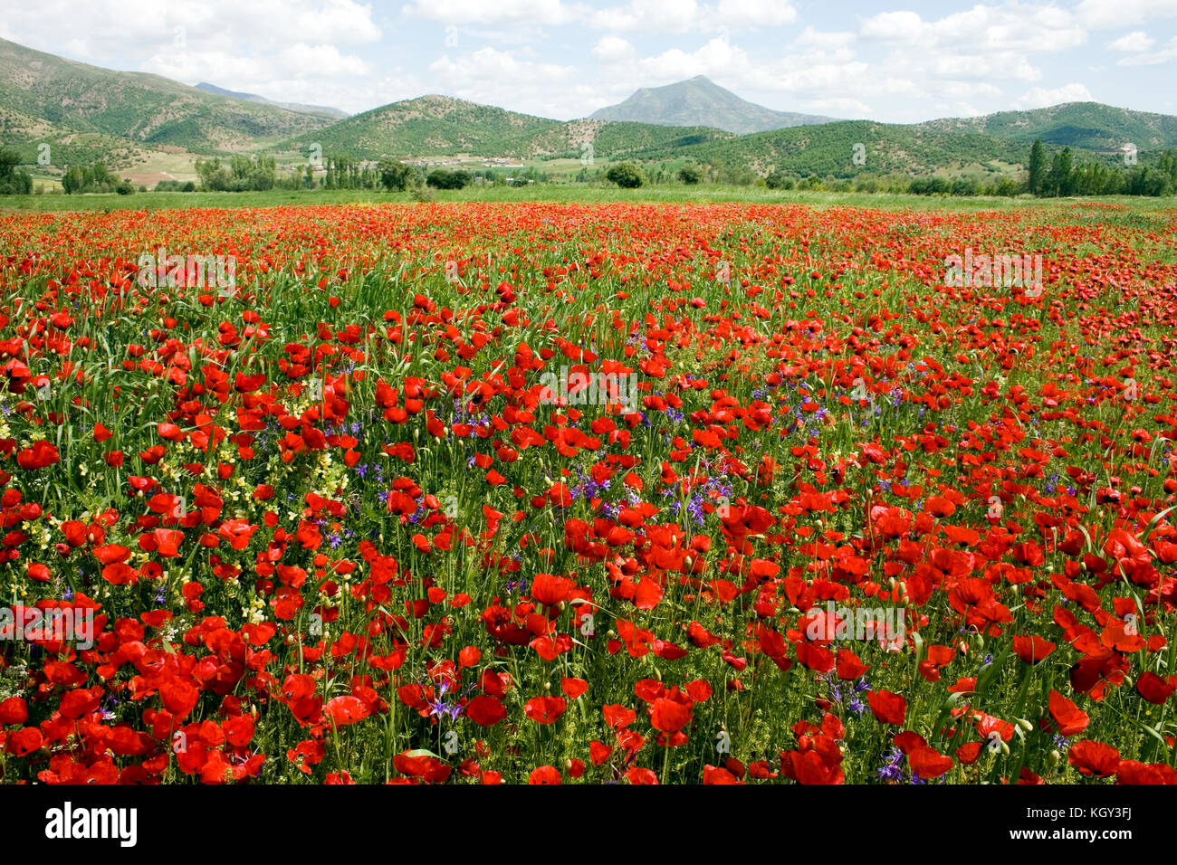Kurdistan nature in springtime with lots of red flowers Stock Photo - Alamy