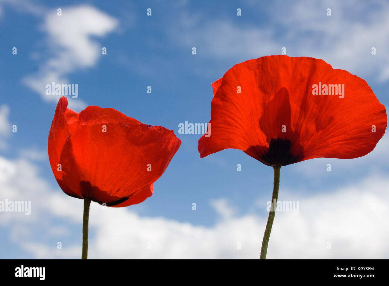 Kurdistan nature in springtime with lots of red flowers Stock Photo - Alamy