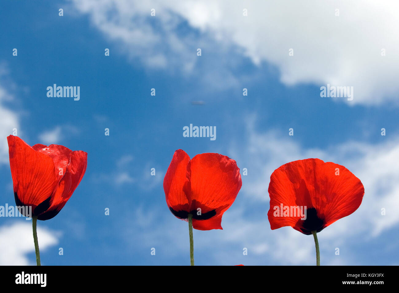 Kurdistan nature in springtime with lots of red flowers Stock Photo - Alamy