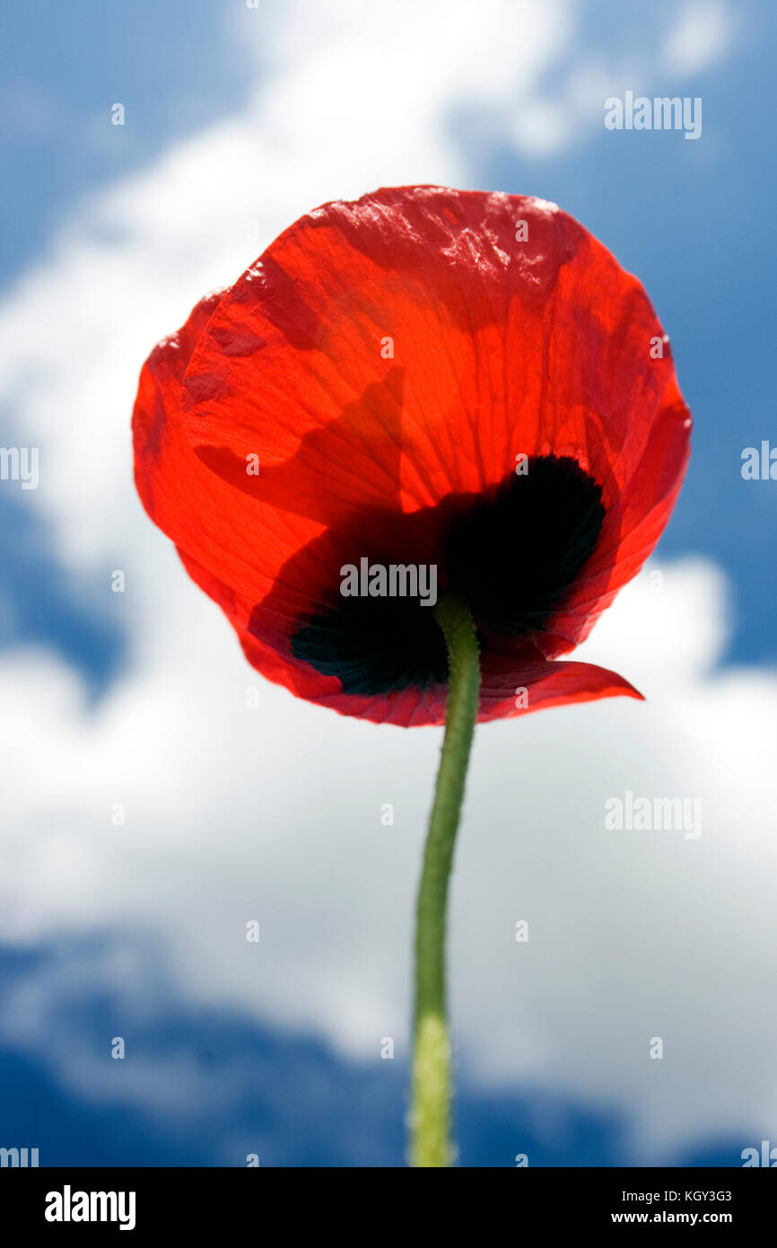Kurdistan nature in springtime with lots of red flowers Stock Photo - Alamy