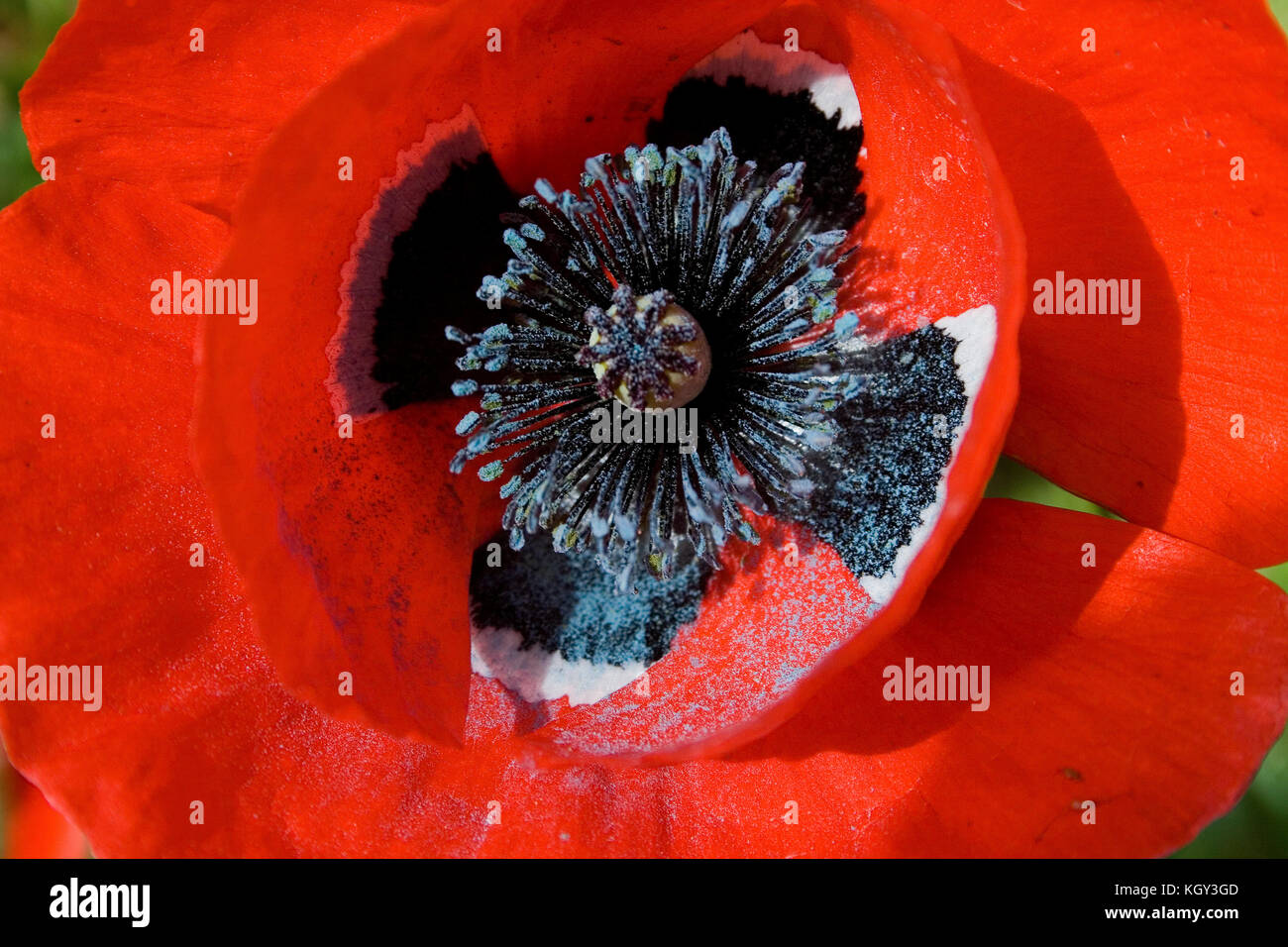 Kurdistan nature in springtime with lots of red flowers Stock Photo - Alamy