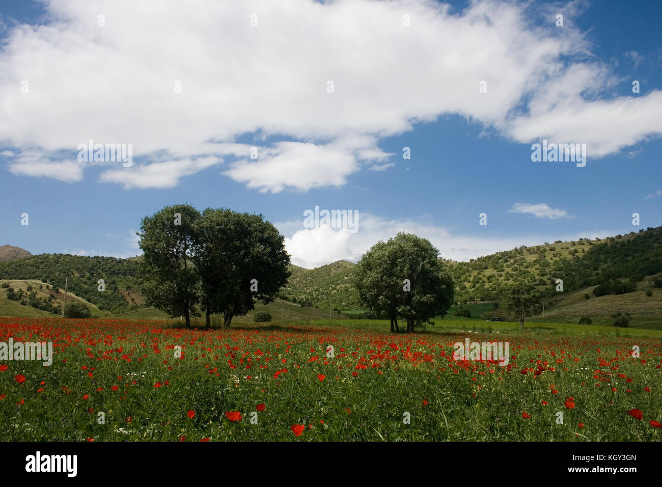 Kurdistan nature in springtime with lots of red flowers Stock Photo - Alamy