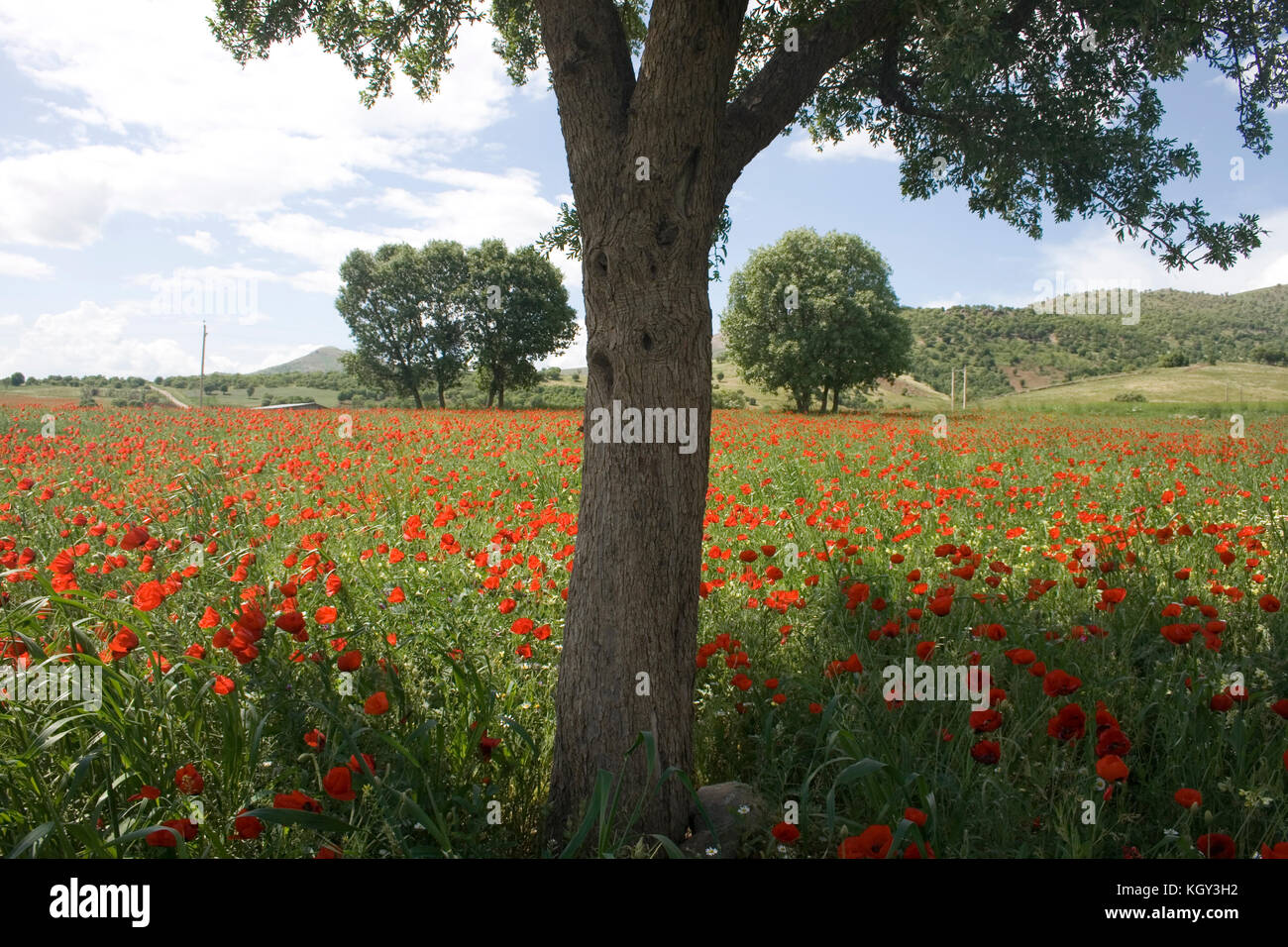 Kurdistan nature in springtime with lots of red flowers Stock Photo - Alamy