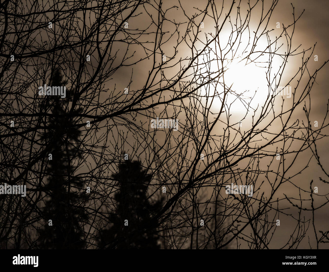 Full Moon Through Tree Branches. Cloudy Sky At Night Stock Photo - Alamy