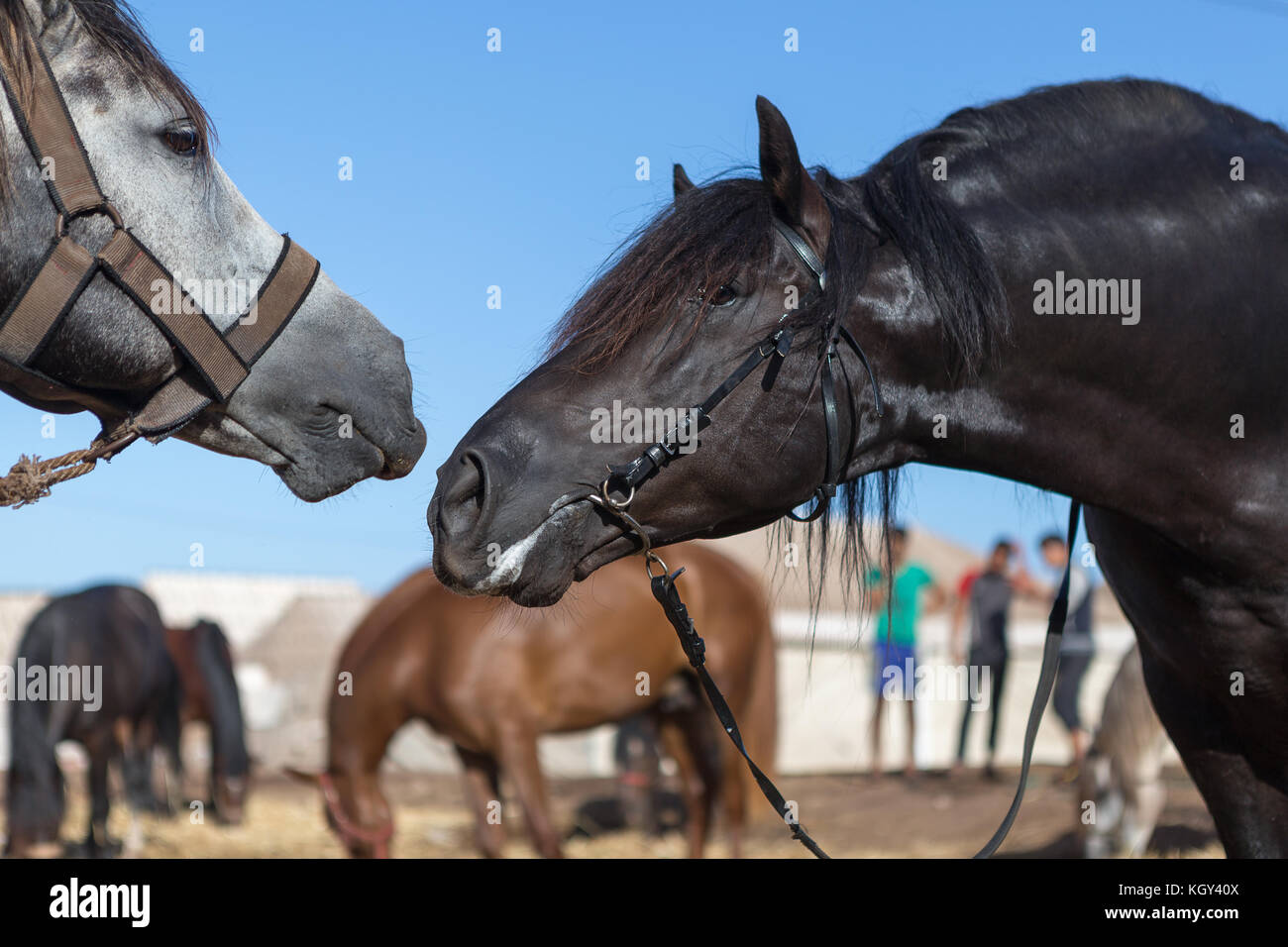 Fantasia is a traditional exhibition of horsemanship in the Maghreb ...