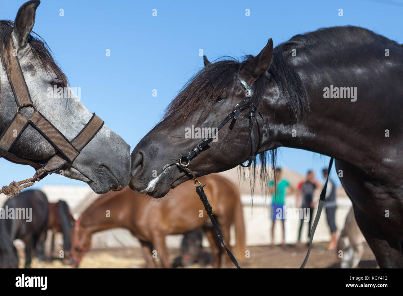 Fantasia is a traditional exhibition of horsemanship in the Maghreb ...