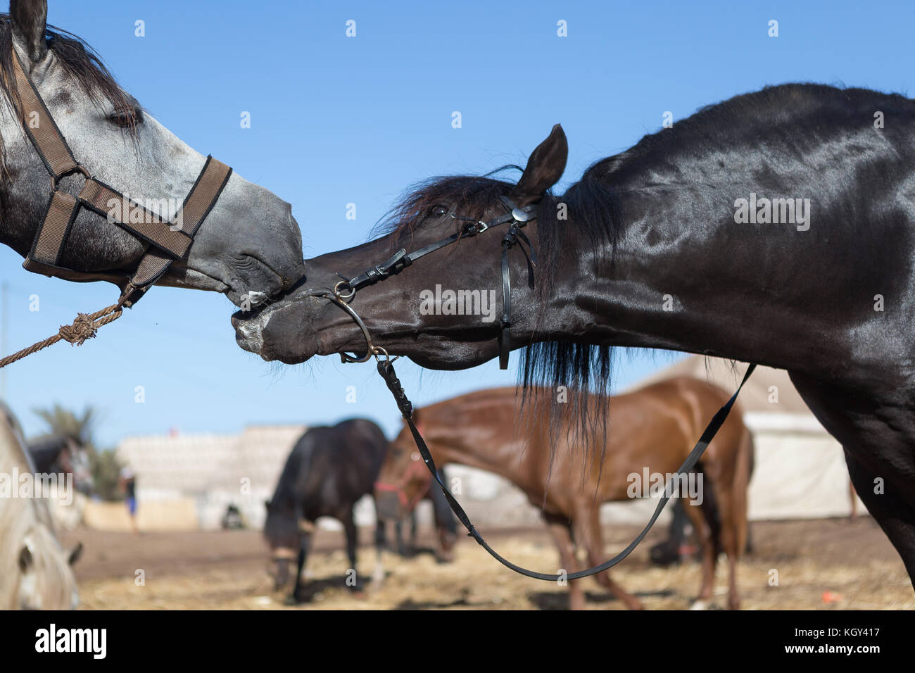 Fantasia is a traditional exhibition of horsemanship in the Maghreb ...