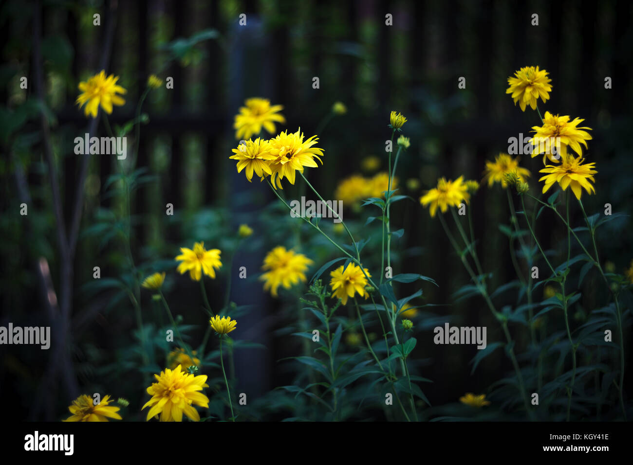 Yellow ball flowers hi-res stock photography and images - Alamy