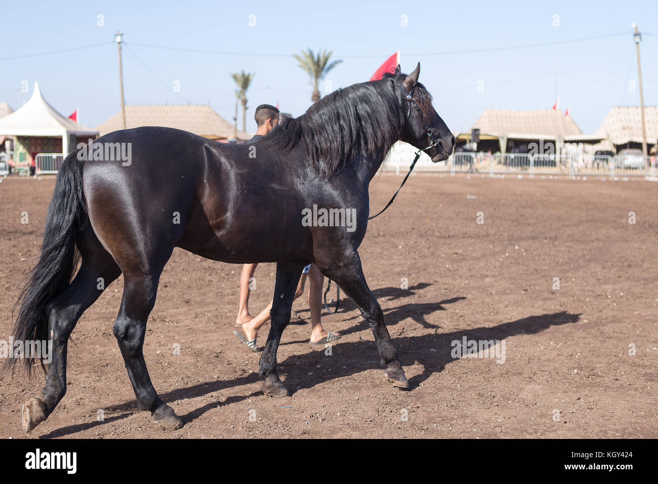 Fantasia is a traditional exhibition of horsemanship in the Maghreb ...