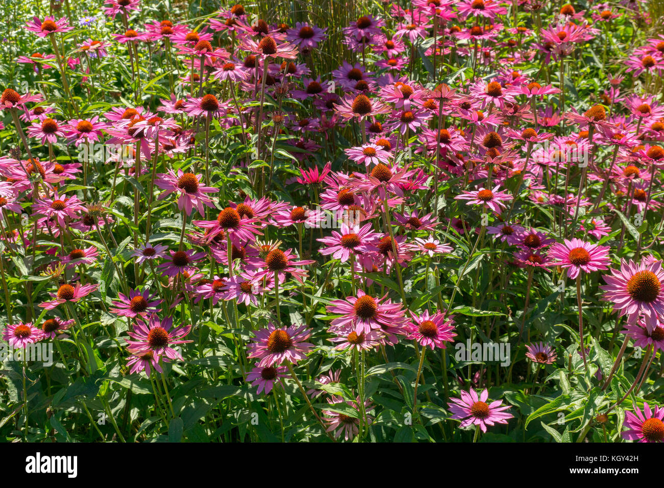 Purpur Solhat (coneflower) Helsingør, Denmark Stock Photo - Alamy