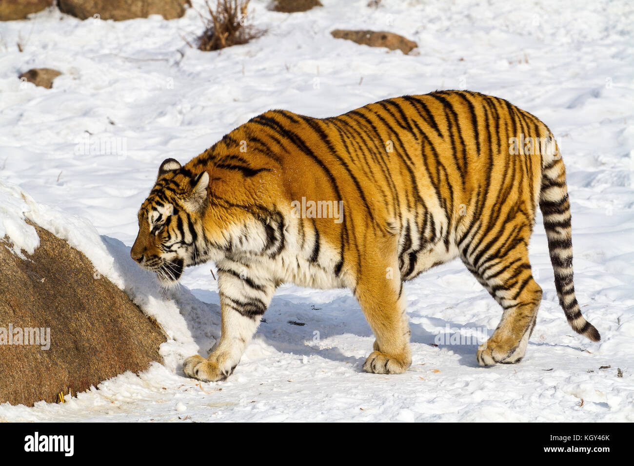 Siberian tiger snow siberia hi-res stock photography and images - Alamy