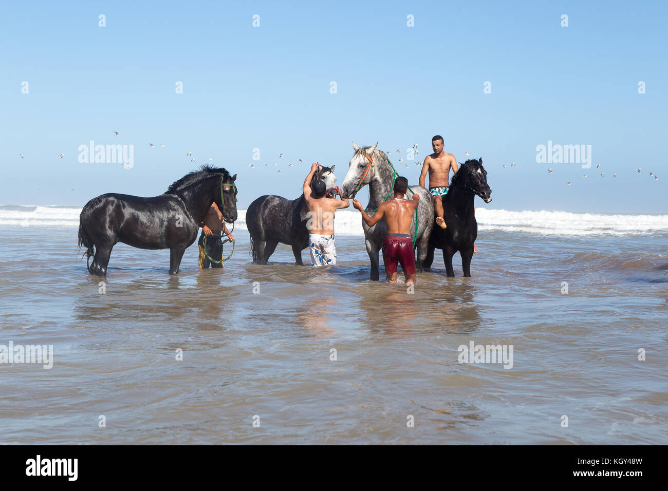 Fantasia is a traditional exhibition of horsemanship in the Maghreb ...