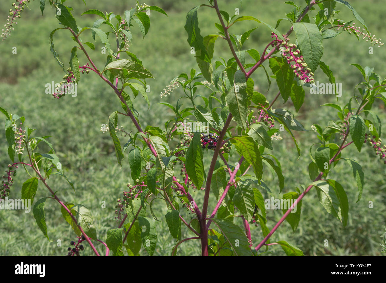Poke weed plant Stock Photo - Alamy