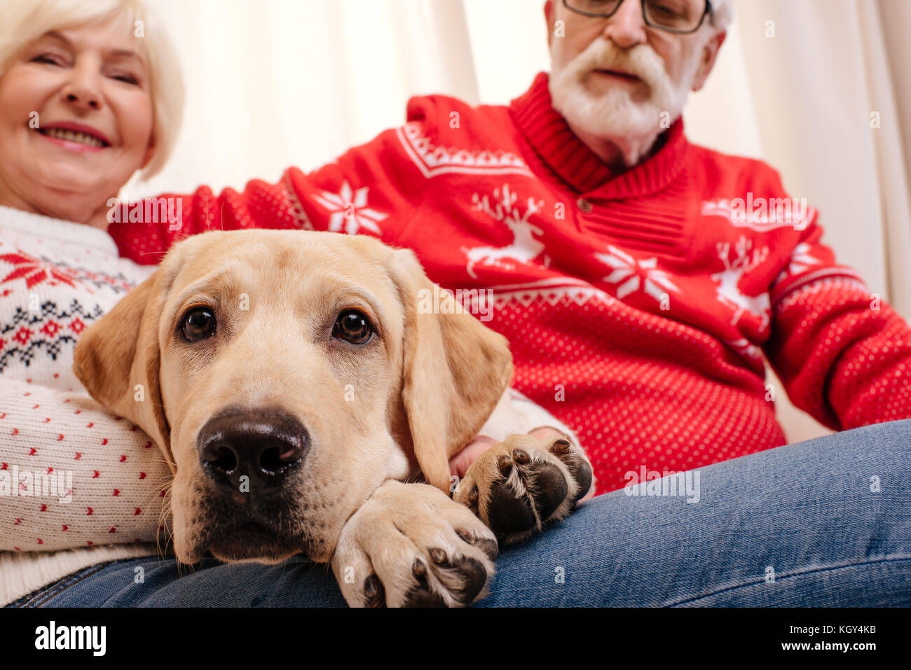 Festive labrador retriever hi-res stock photography and images - Alamy