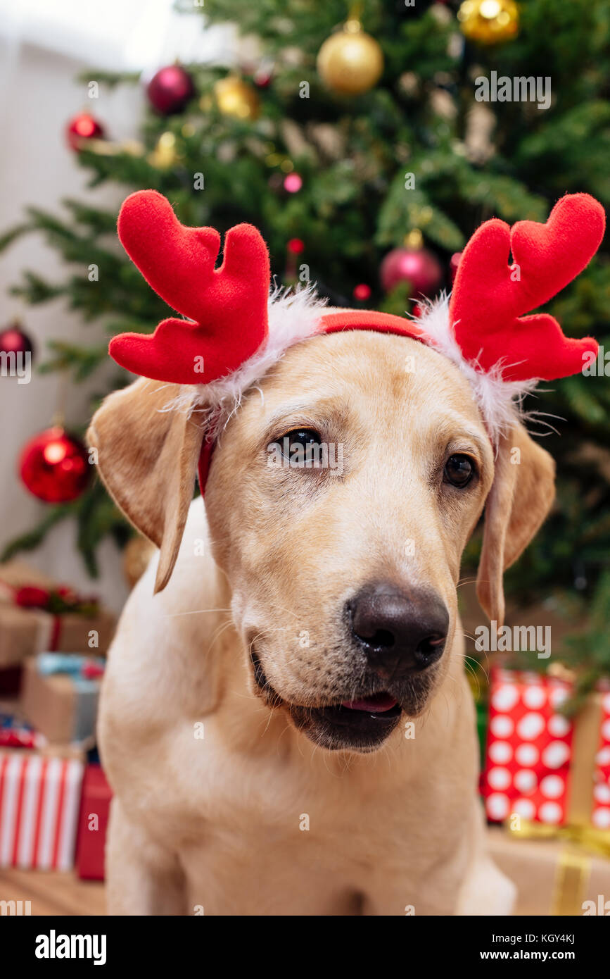 labrador with christmas reindeer antlers Stock Photo - Alamy